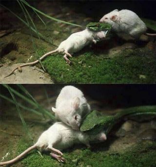 Como Cuento: Ratón Ataca A Vibora Para Salvar A Su Amigo Y Gana La ...