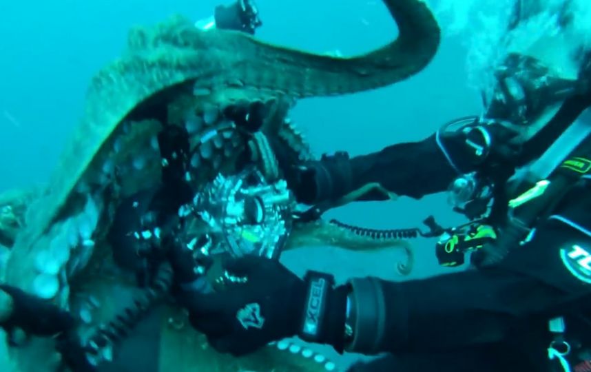Video: Pulpo gigante intenta robarle la cámara a un buzo