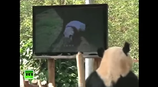 VIDEO: Zoológico de China le pone televisión de plasma para panda ...