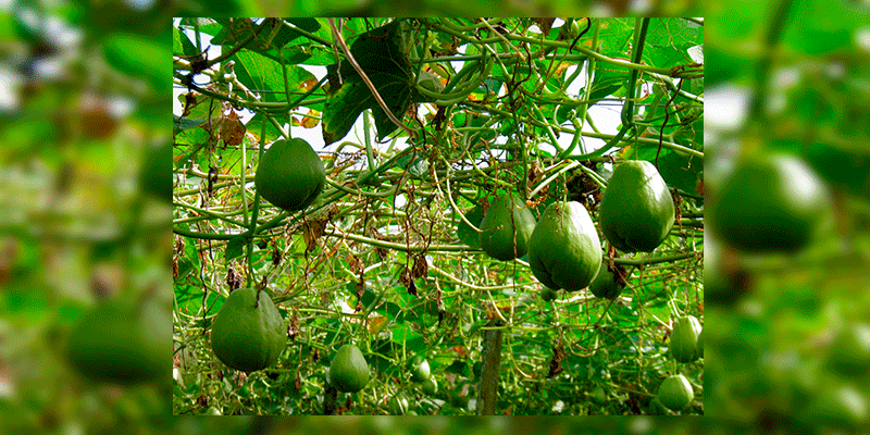 Michoacán Segundo Productor Nacional De Chayote – Changoonga.com ...