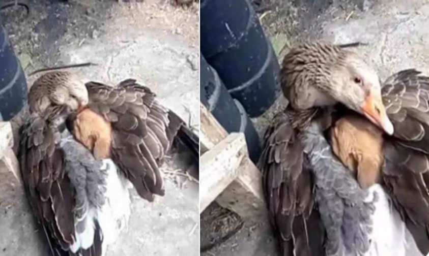 ¡Qué tierno! Pato Cubre Con Sus Alas A Perrito Para Que No Muera De Frío