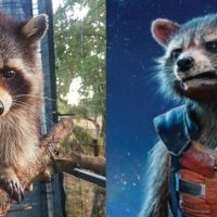 Murió ‘Oreo’ El Mapache Que Personificó A Rocket Raccoon En Guardianes ...