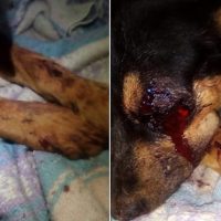 Pasa En Michoacán: Se Viraliza Muerte De “Angelito” Perrito Que Chavos ...