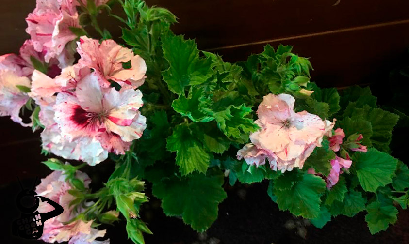 Nuestro Orgullo Al Entrar A Tingambato Es “Flor De Geranio ...