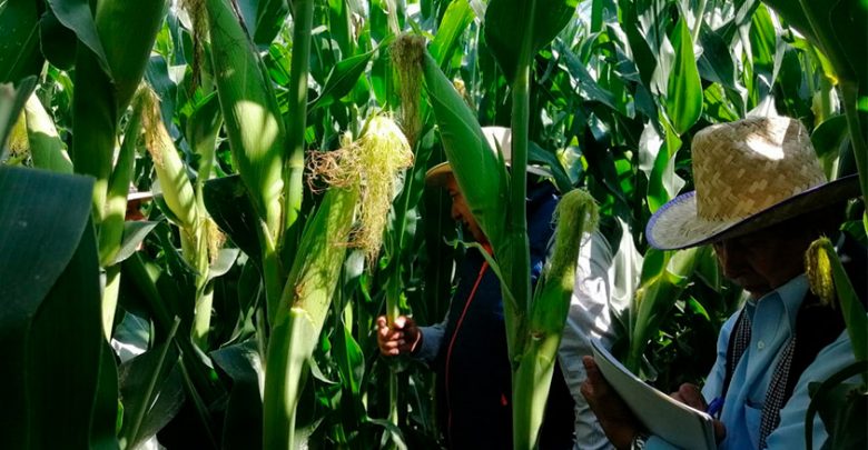 ¡Hay Elotes! Cada Milpa Da Hasta 5 Elotes, Crece Cosecha Michoacana ...