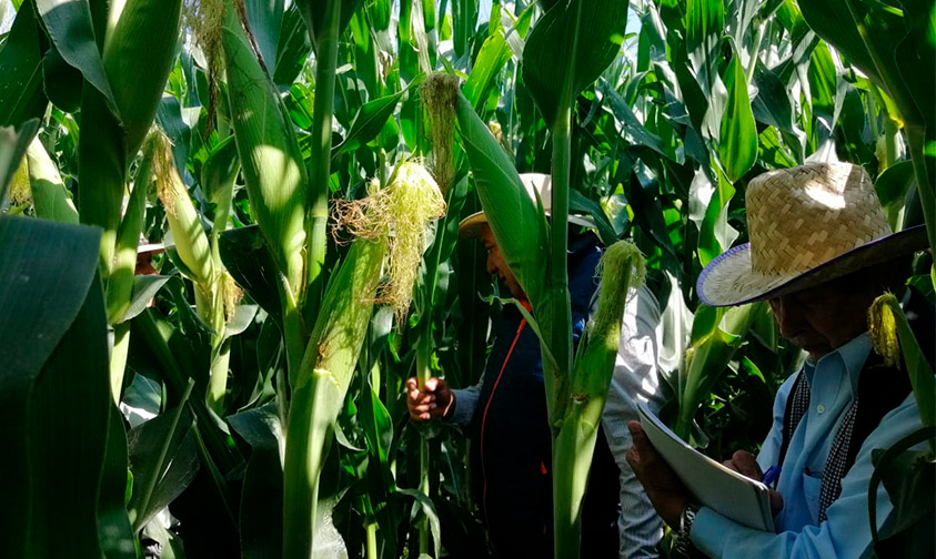 ¡Hay Elotes! Cada Milpa Da Hasta 5 Elotes, Crece Cosecha Michoacana ...