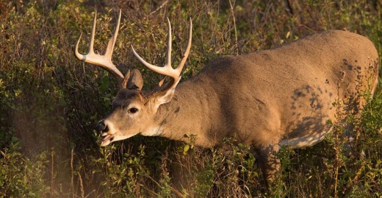 Karma! Venado Finge Estar Muerto, Ataca Y Mata Al Cazador Que Le Disparó