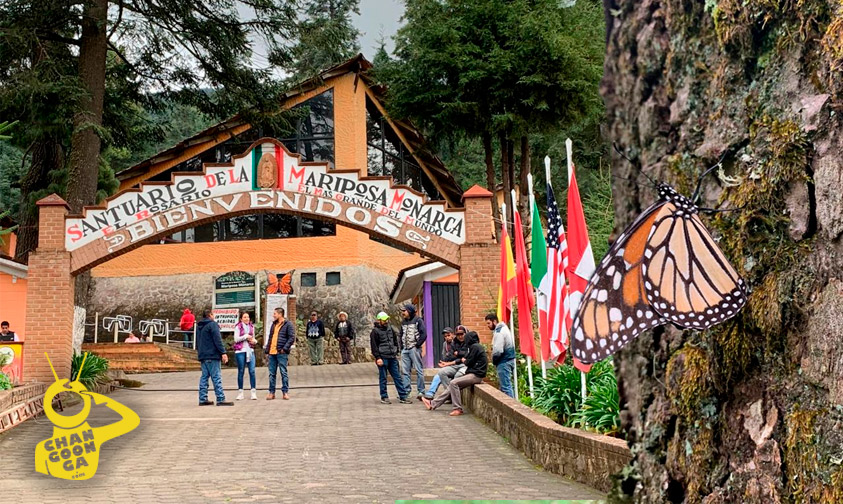 #Michoacán Santuarios De La Mariposa Monarca Esperan Recibir Cerca De ...