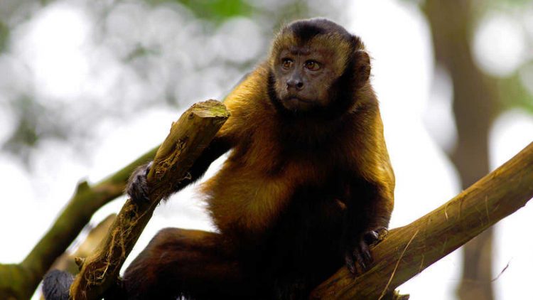 Chango Llegó A Jardín De Una Casa, Avienta Piedra Y Mata A Un Bebé