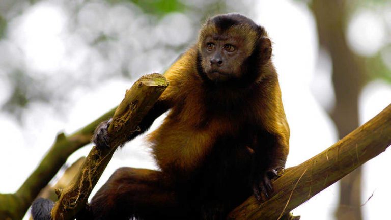 Chango Llegó A Jardín De Una Casa, Avienta Piedra Y Mata A Un Bebé