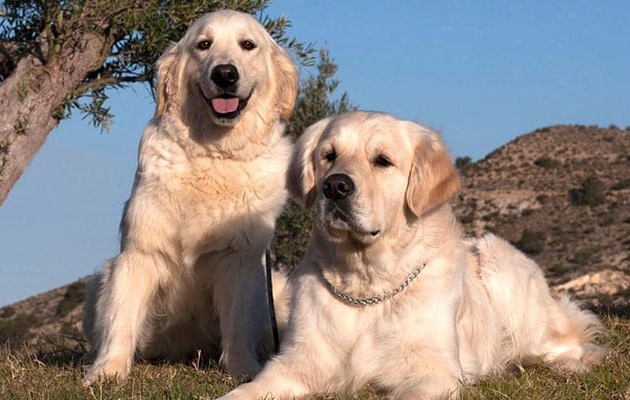 OMG! Millonarios Pagarán 700 Mil Pesos Por Cuidar A Sus Dos Perros