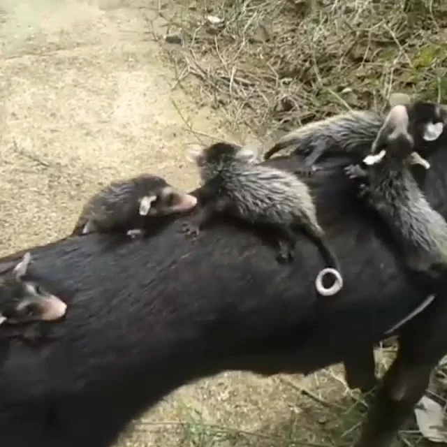 Perrita Adopta A 5 Tlacuaches Que Se Quedaron Mamá Porque La Mató Un ...