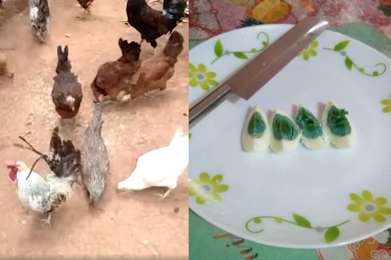 WTF! Gallina Pone Huevos Con Yemas Verde Volviendo Locos A Dueños Y ...