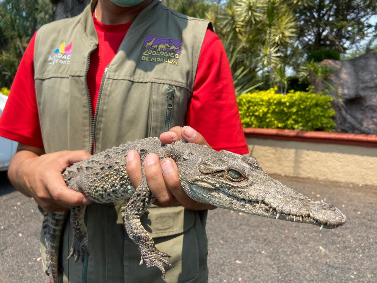 #Morelia Cocodrilo Capturado Tiene 2 Años Y Zoo Se Encargará De Él