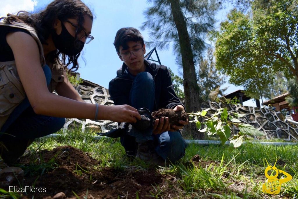 Reforestan Isla De Yunuen Con Ailes, Árboles Erradicados En Lago Pátzcuaro