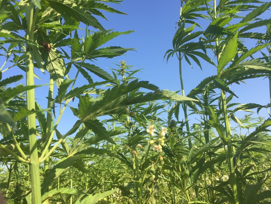 CannaMich Busca Dar Un Buen Toque A La Tierra Con Plantación De Cáñamo