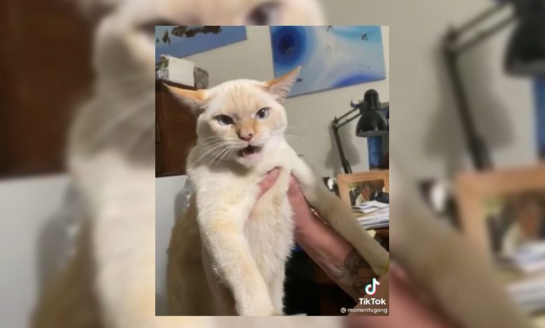 ¡WTF! Gato Bilingüe: Aprende A Ladrar De Juntarse Con Tanto Perro