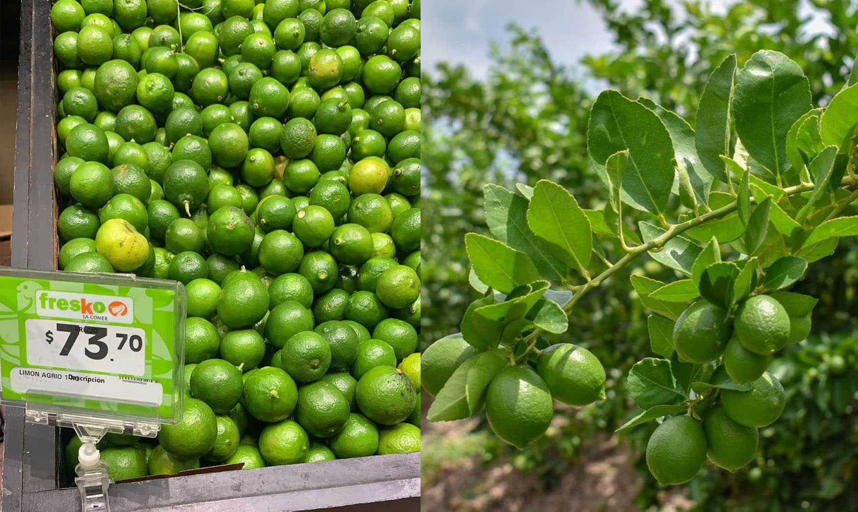 Limón Michoacano Carísimo De París Por Inseguridad
