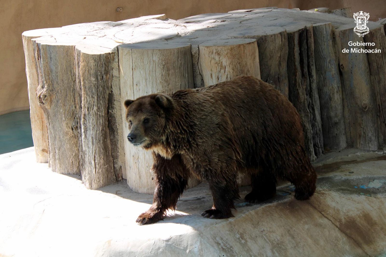 #Morelia Tres Especies De Osos Te Esperan En El Zoológico