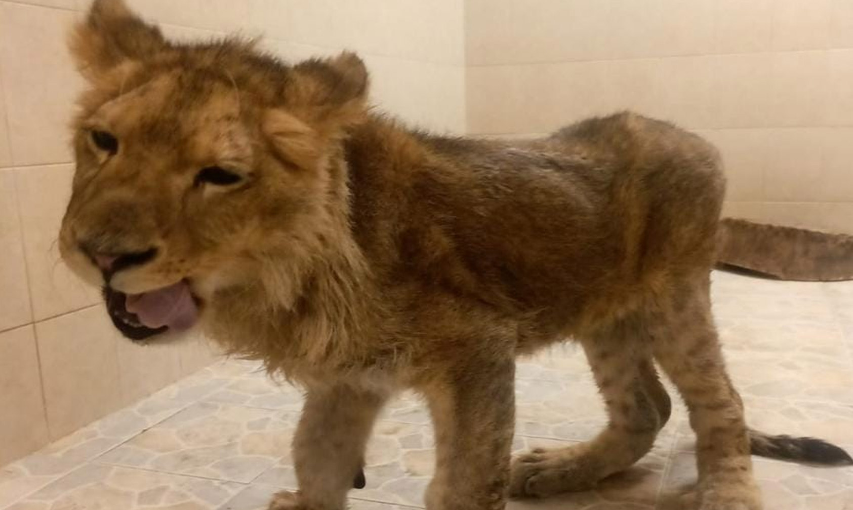 En México: ¡HDLV! Rescatan A Cachorrito De León Desnutrido Que Andaba ...