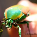 Ya Es Temporada De Mayates En Morelia ¿Los Has Visto?