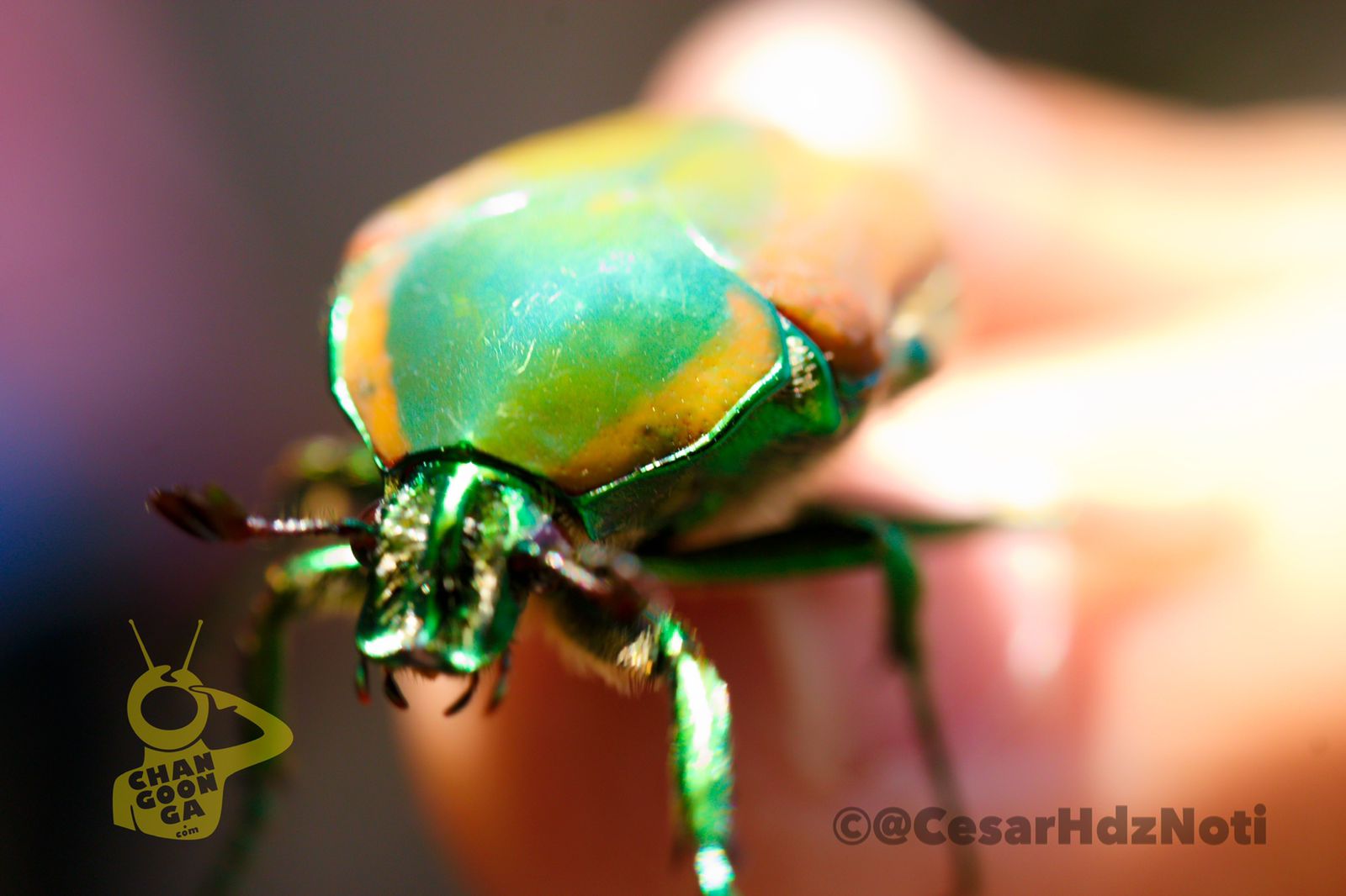 Ya Es Temporada De Mayates En Morelia ¿Los Has Visto?