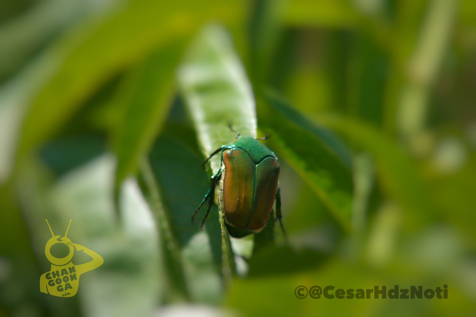 Ya Es Temporada De Mayates En Morelia ¿Los Has Visto?