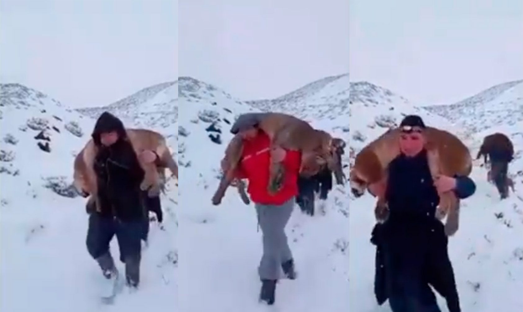 Causa Indignación Matanza De Una Puma Y Sus Crías