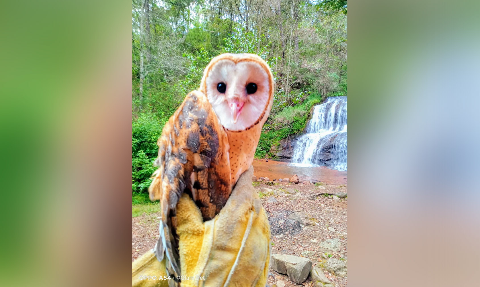 #Morelia Encuentran Lechuzas En Edificio En Construcción. Biólogo: “NO ...