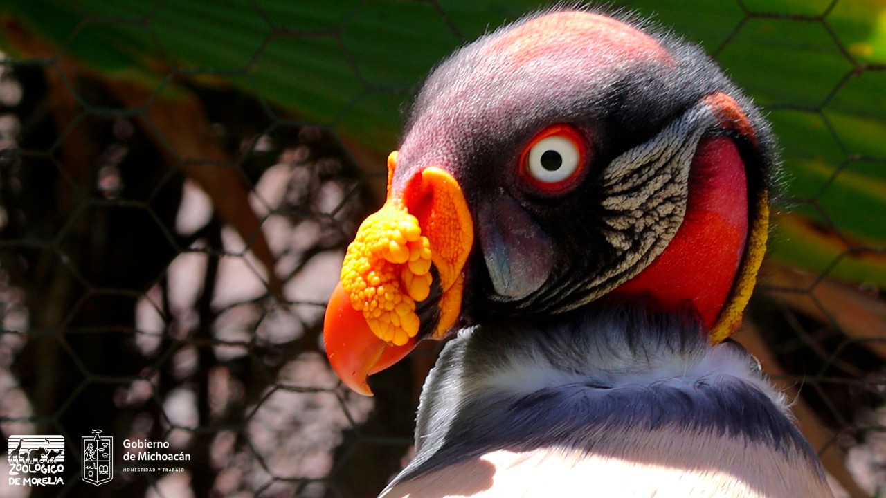 Zopilote Rey Llega Al Zoo De Morelia, Lánzate A Conocer La Majestuosa Ave