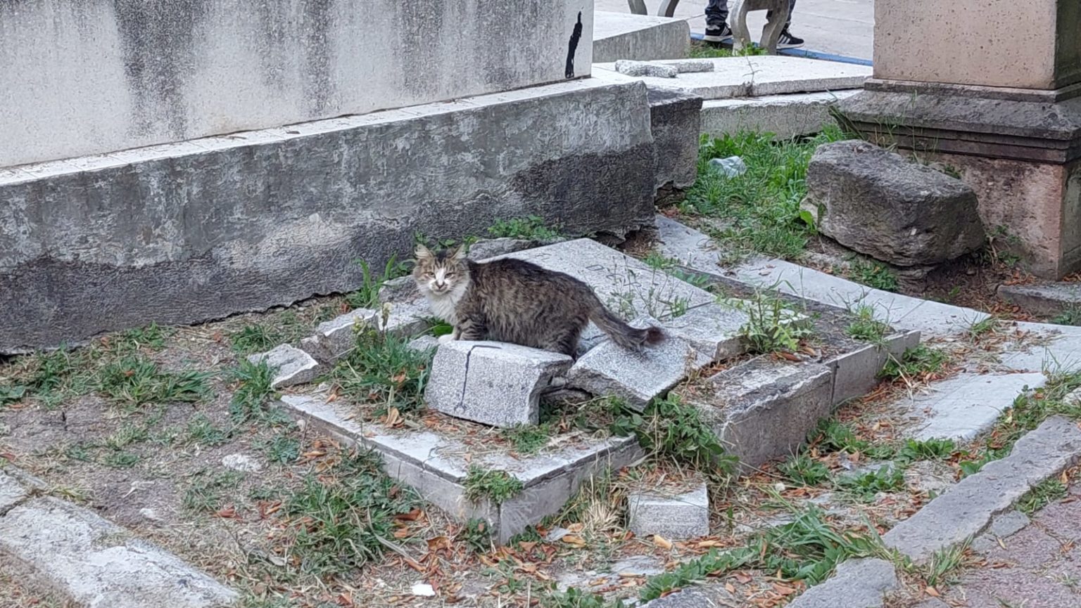 #Morelia Miau! Gatitos Panteoneros: Cumplen Una Chamba Y Ayto Los Cuida