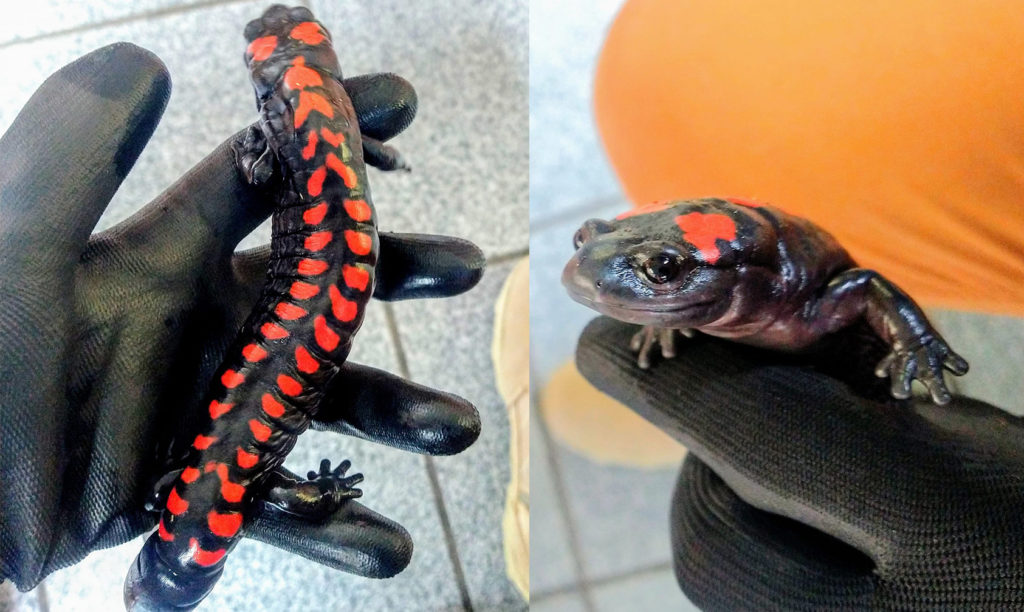 #Morelia Salamandra Hallada En La Vía Pública; Animalista Advierte Son ...