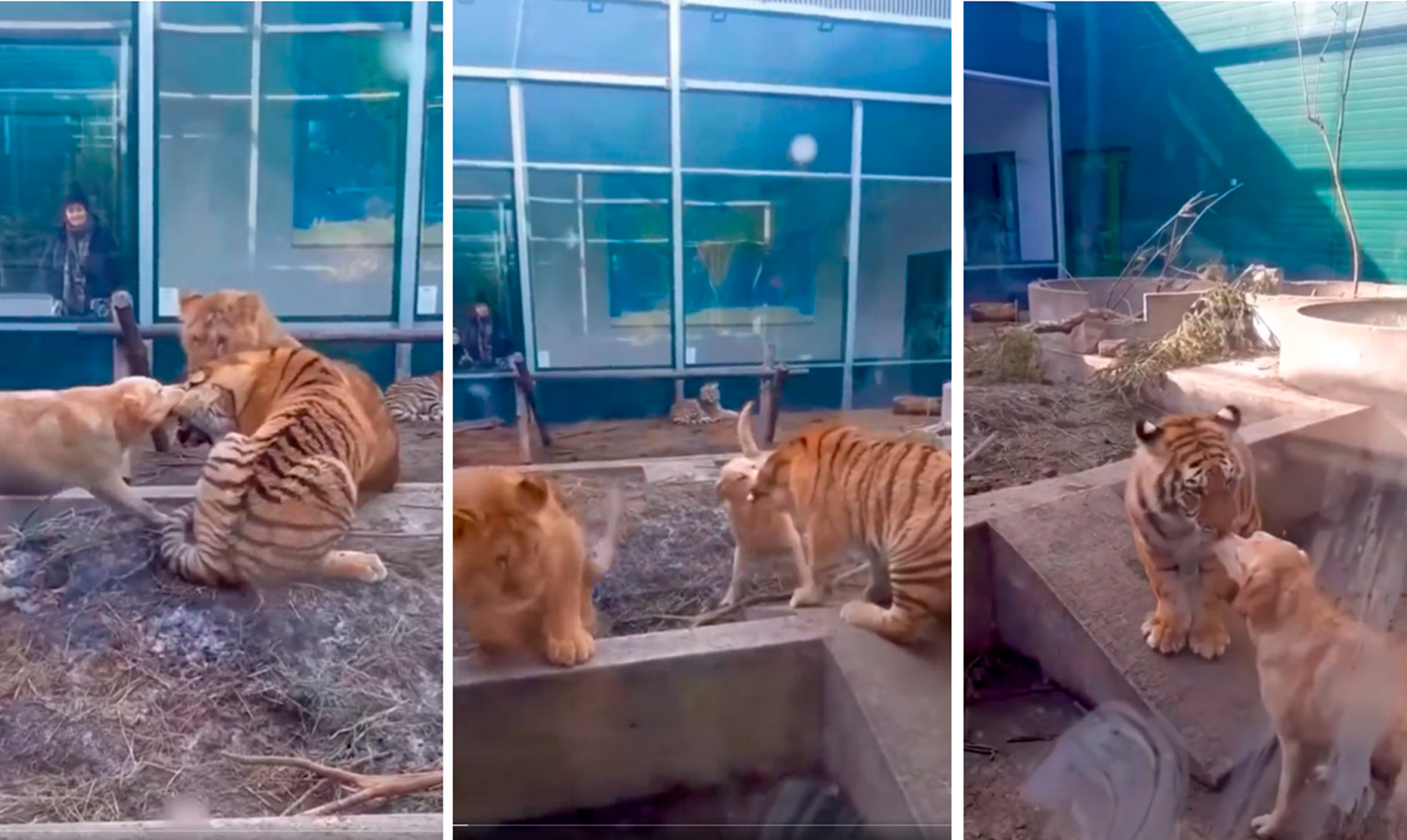 Se Viraliza Perrito Juguetón Que Mordió A Tigre En Zoo