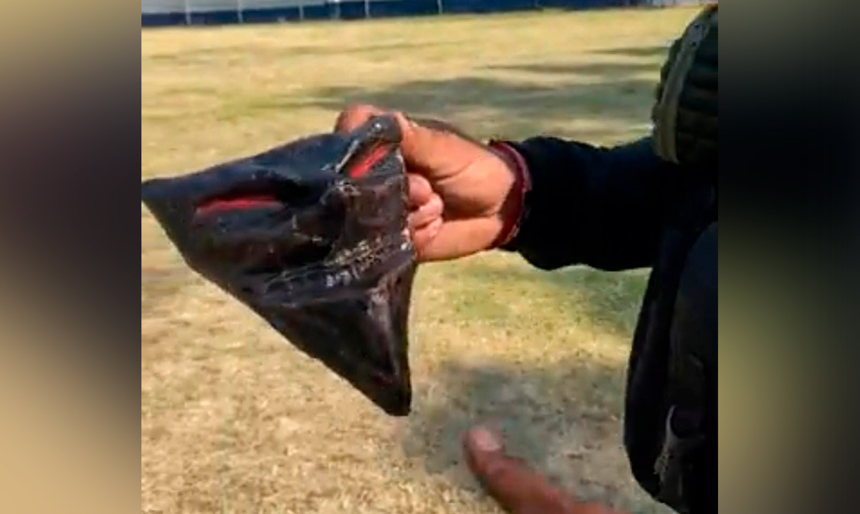 En CDMX Emiten Alerta Por Coetote 'El Cara De Diablo' - Changoonga.com ...