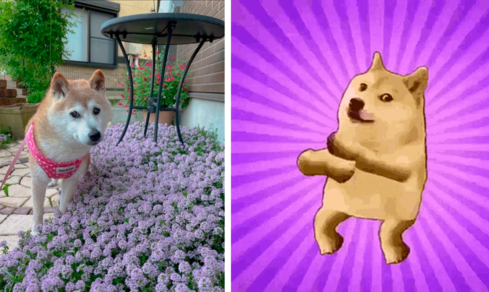 ¡Milagro! Perrita Inspiradora De Criptomonedas Y Memes Se Recupera De ...