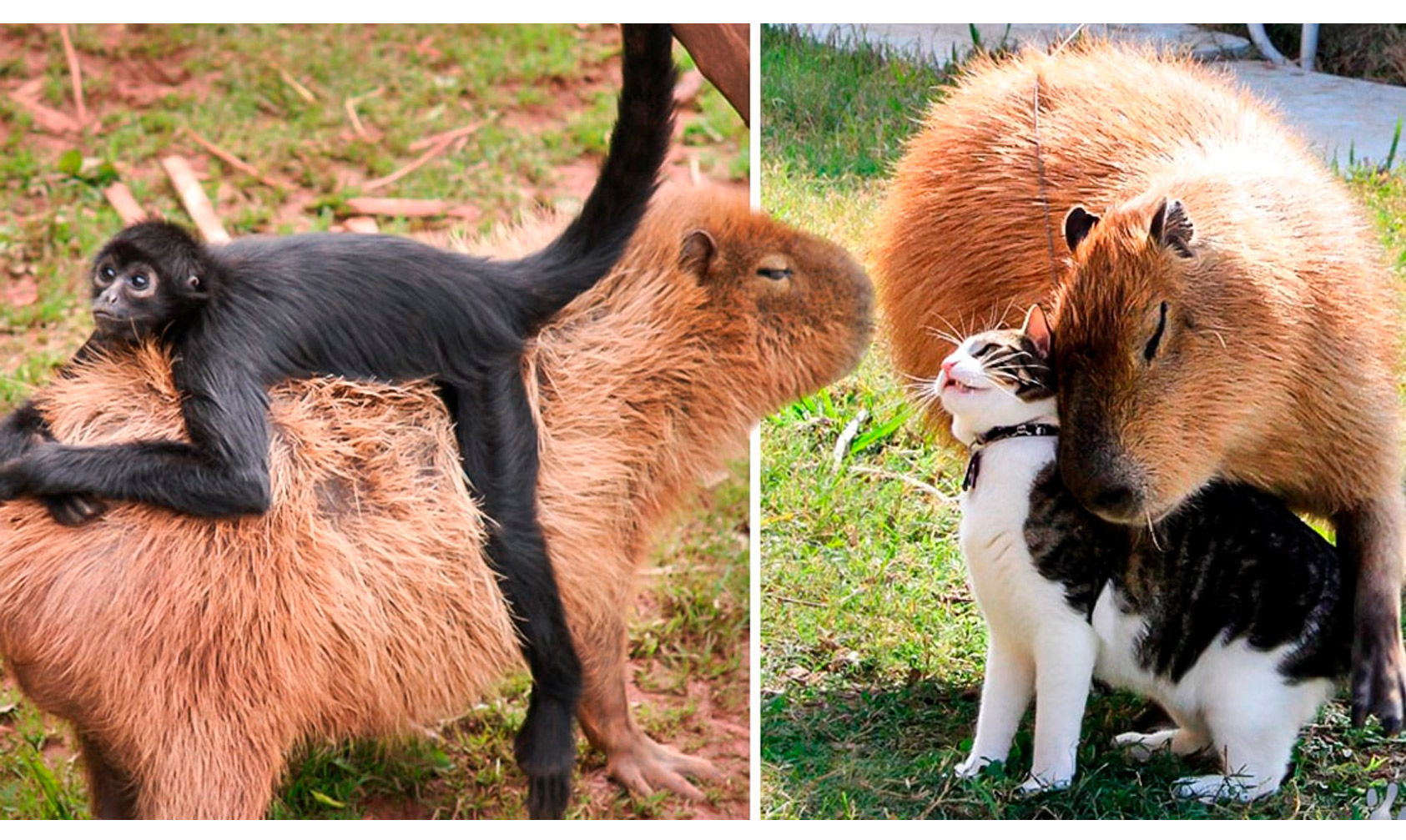 ¡Los Capibaras Son La Onda! ¡Conócelos En El Zoo De Morelia ...