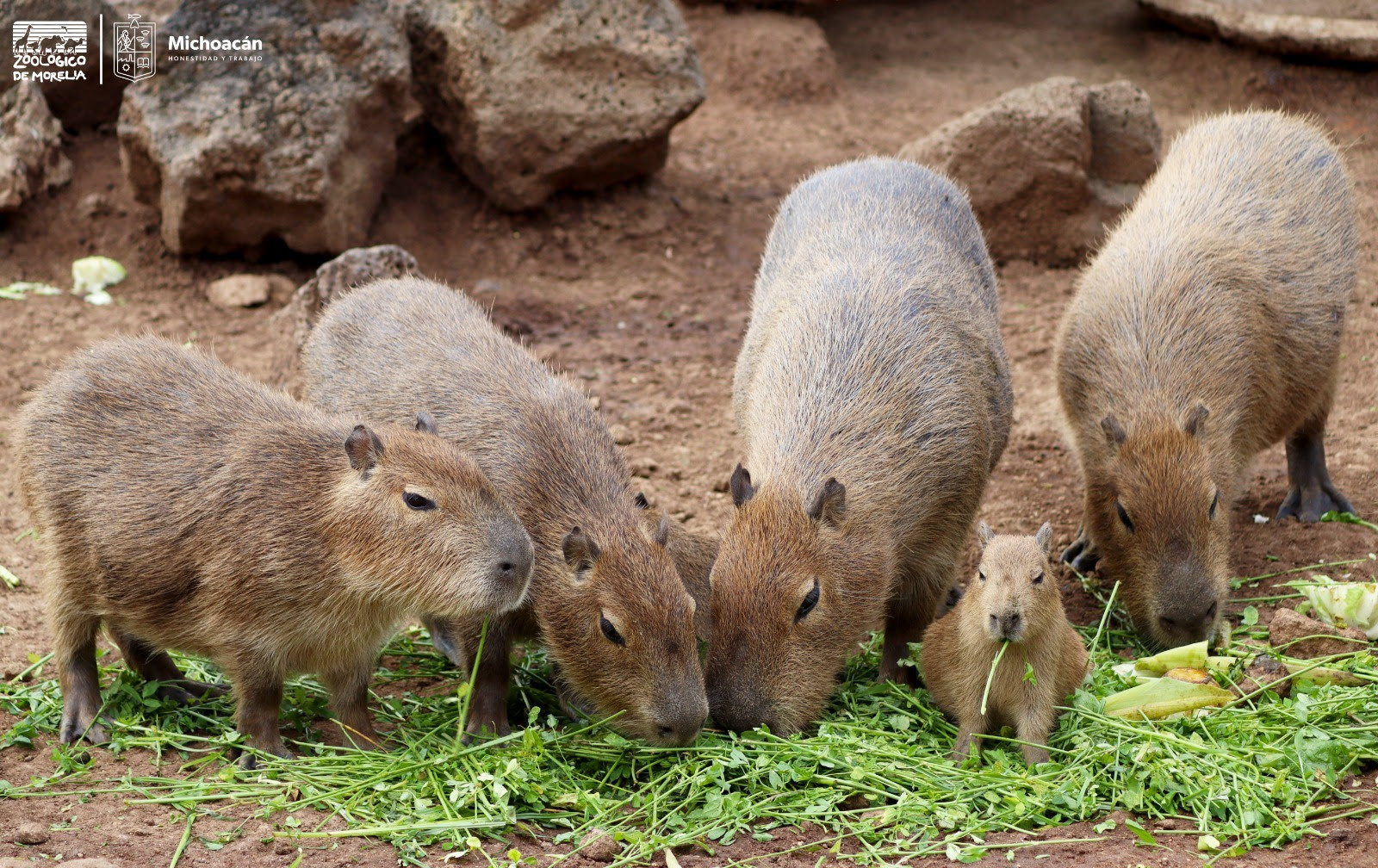 ¡Los Capibaras Son La Onda! ¡Conócelos En El Zoo De Morelia ...