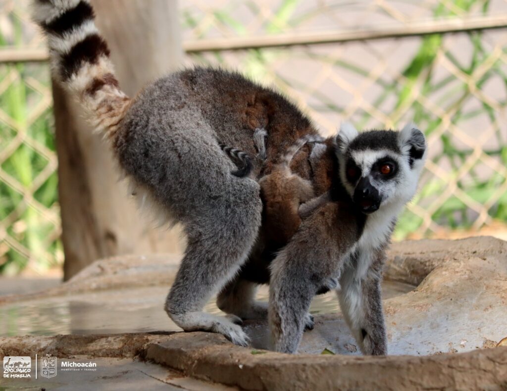 Mueve Tu Bote Y Conoce Al Rey Julien En El Zoo De Morelia - Changoonga ...
