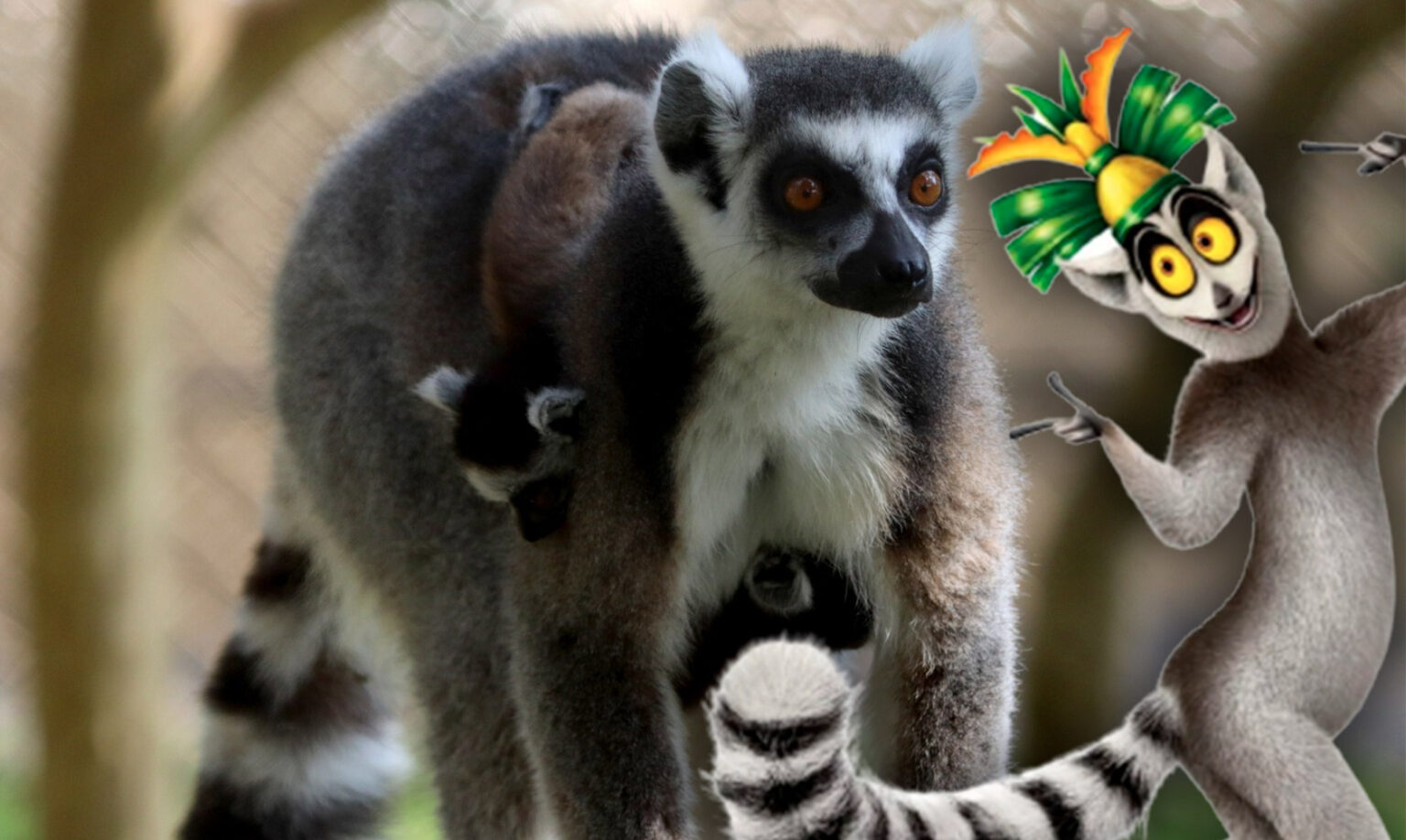 Mueve Tu Bote Y Conoce Al Rey Julien En El Zoo De Morelia - Changoonga ...