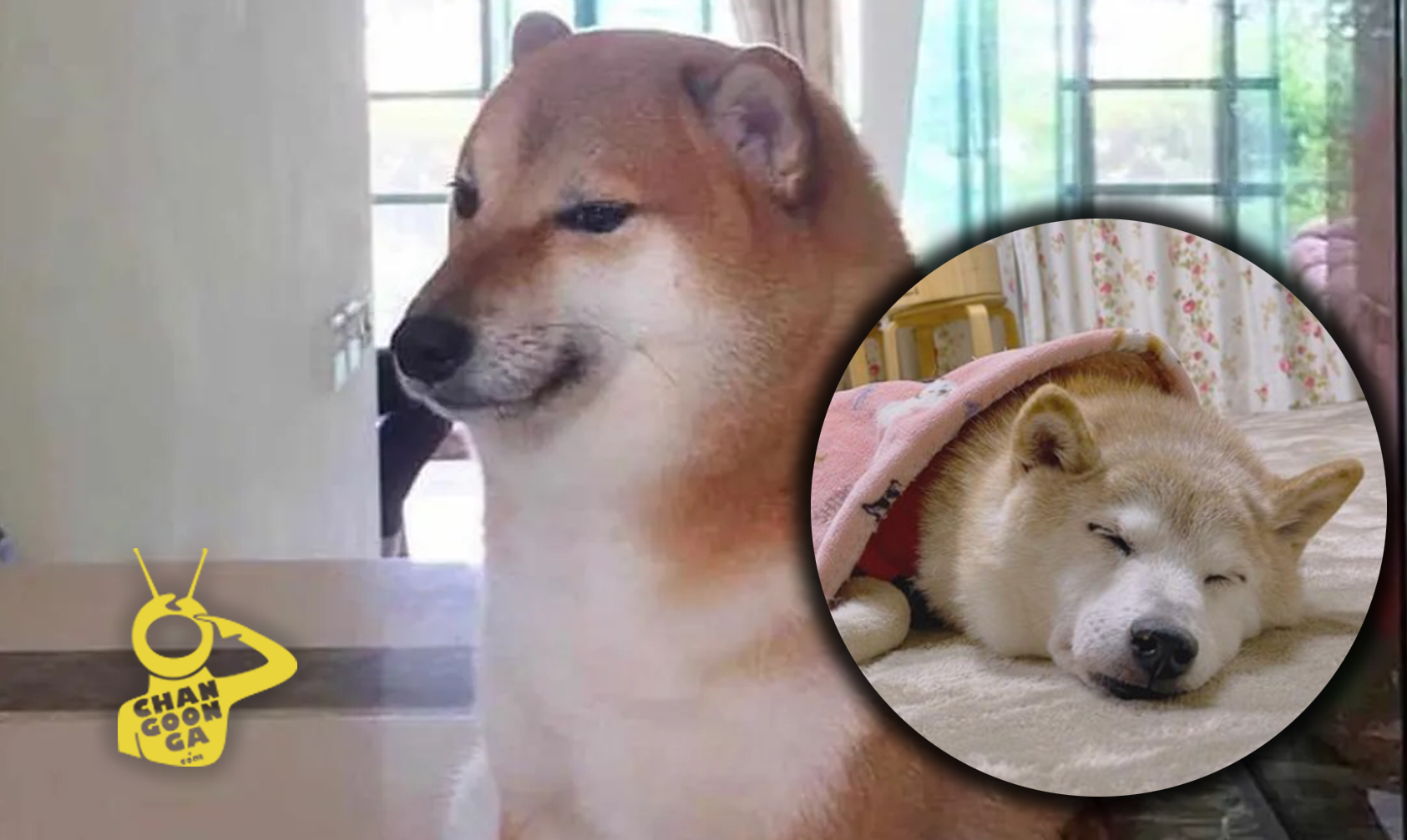 Terrible Noticia, “Cheems” El Lomito De Los Memes Tiene Cáncer Y Está ...