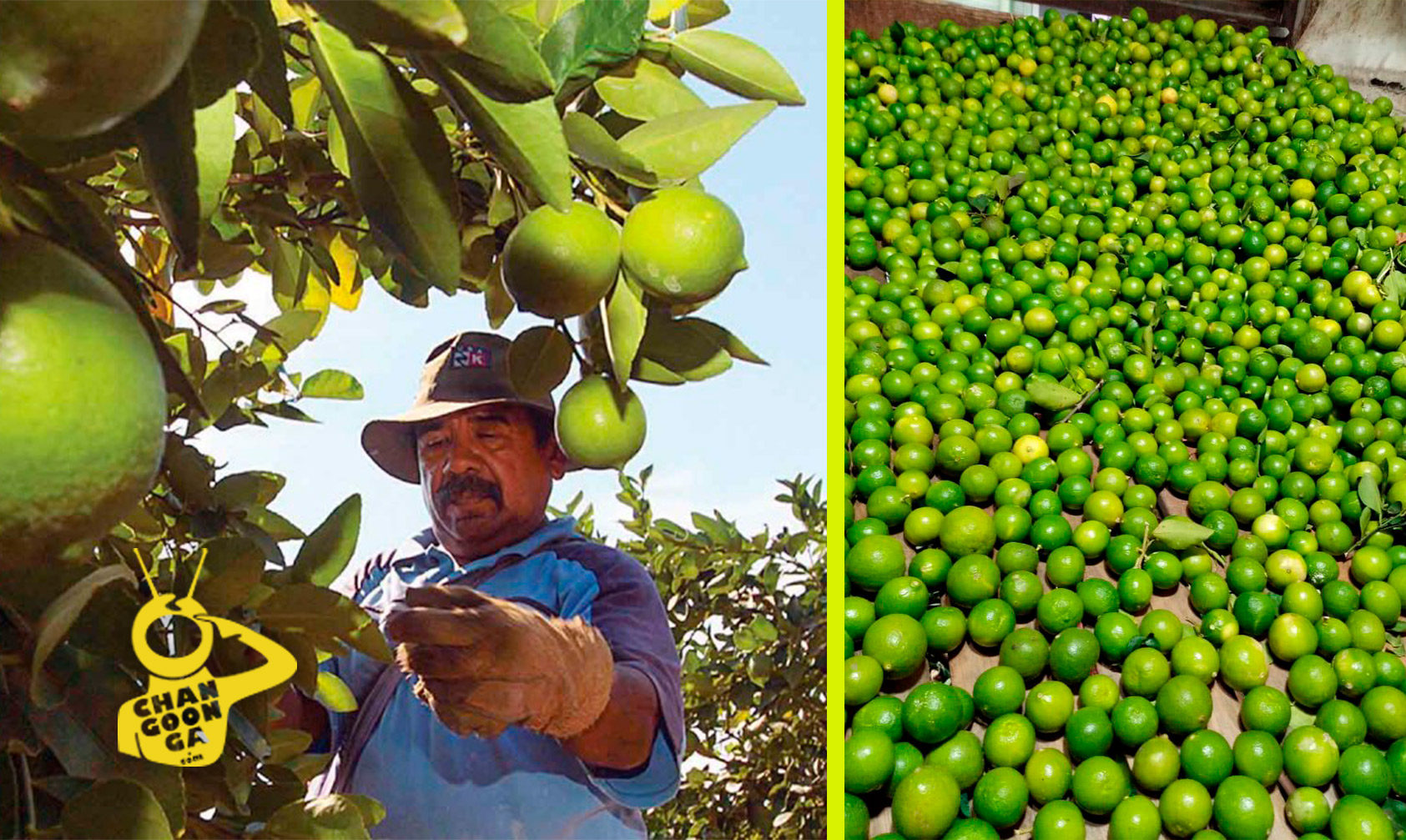 #Michoacán 6 De 7 Municipios Limoneros Operan Bien Sin Peptos: Sader ...