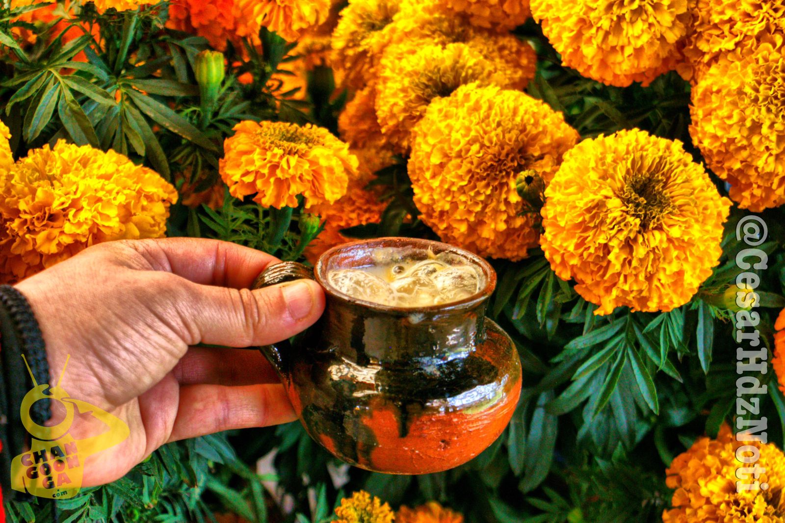 De Tarímbaro Para El Mundo: Producirán Pulque De Cempasúchil Este Mes Y ...