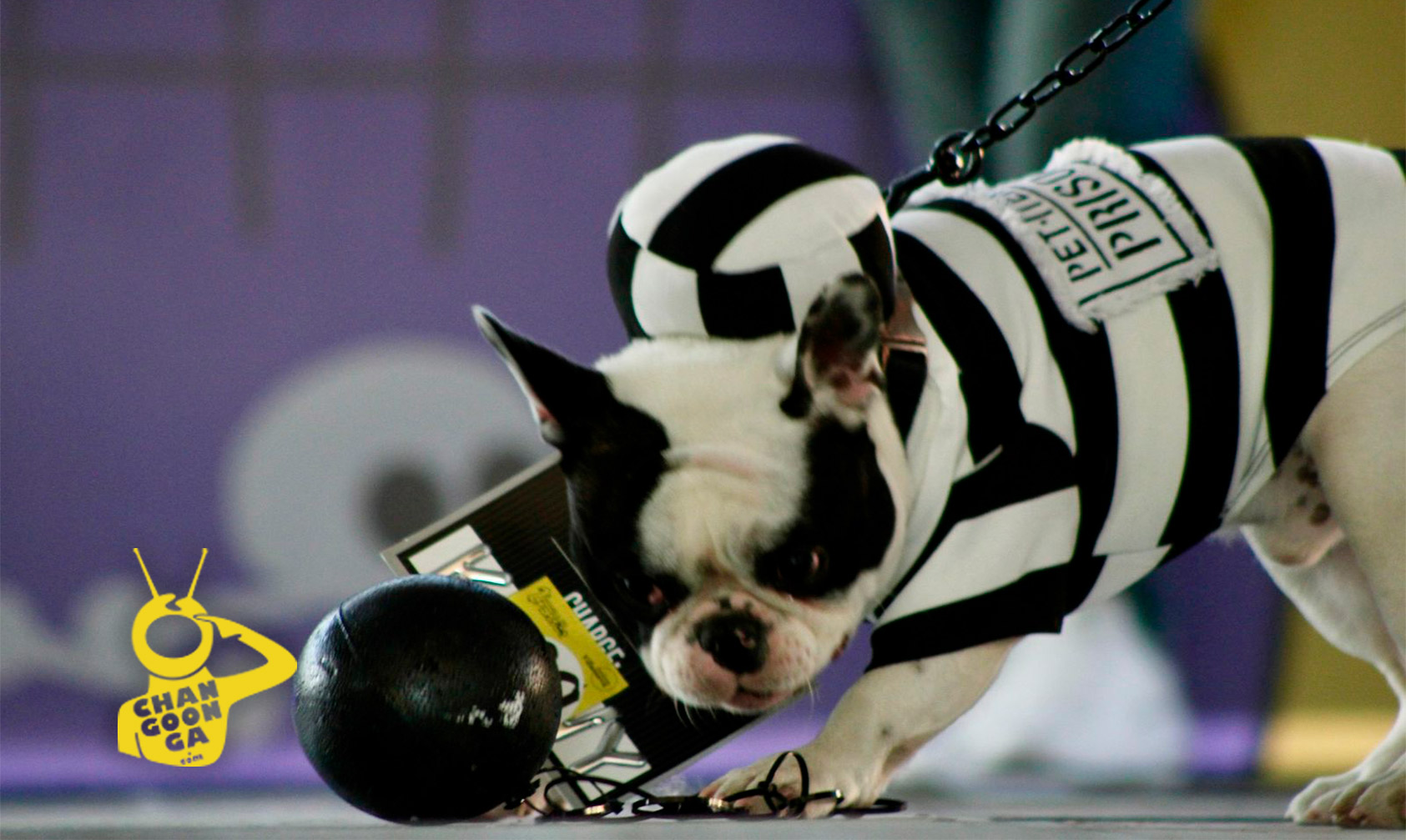 #Morelia Más De 250 Perritos Disfrazados Participaron En La Pasarela ...