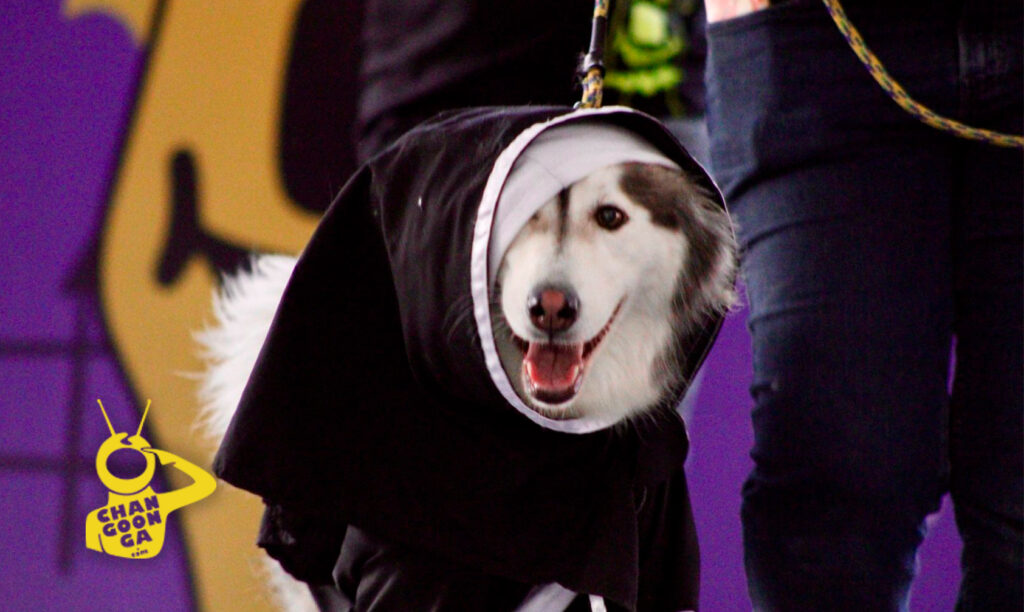 #Morelia Más De 250 Perritos Disfrazados Participaron En La Pasarela ...