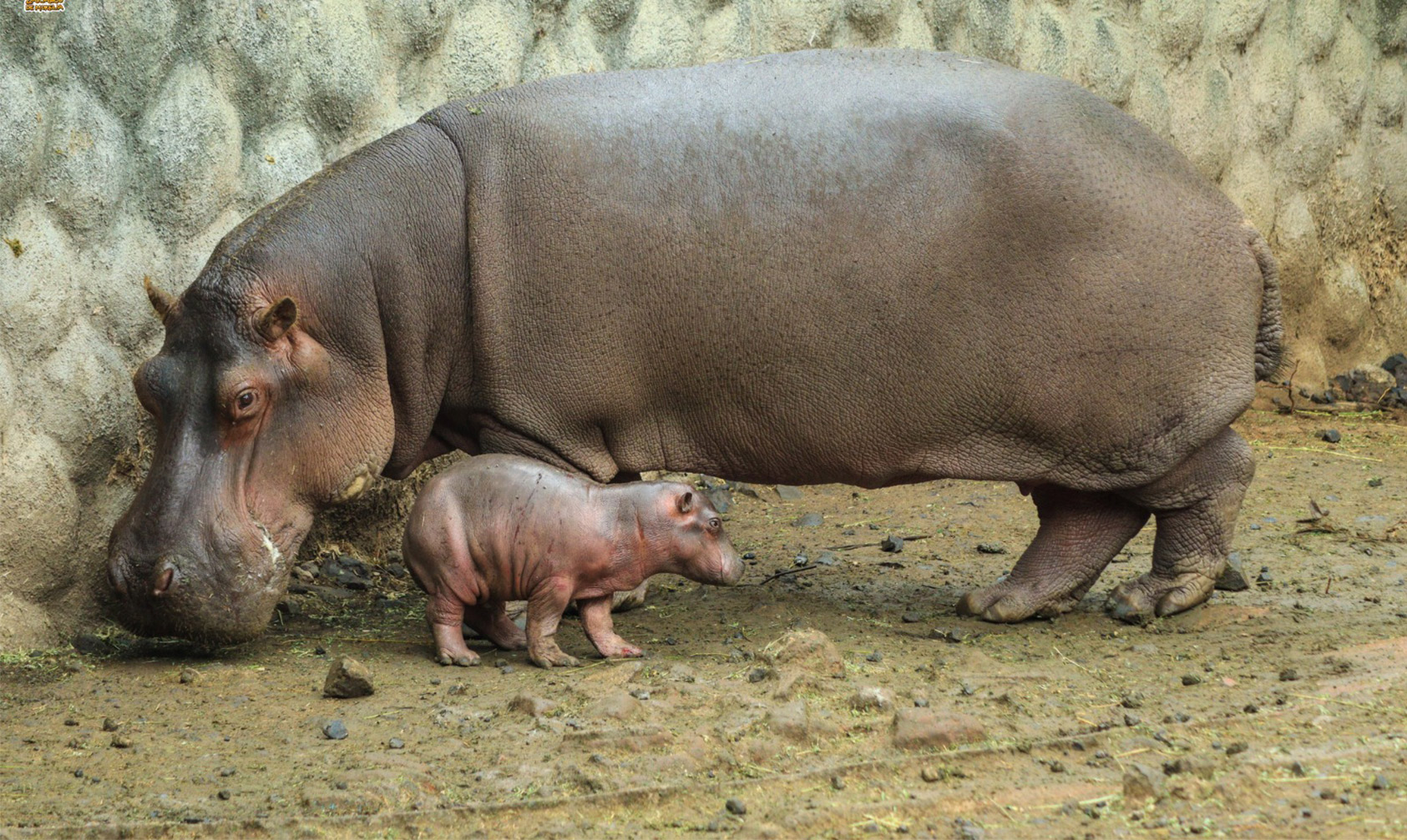 ¡Qué Lindo! Nace Bebé Hipopótamo Del Nilo En El Zoo Moreliano ...