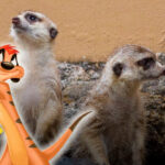 ¡Hakuna Matata! : Llegan Suricatas, Familia De Timón Al Zoo De Morelia ...