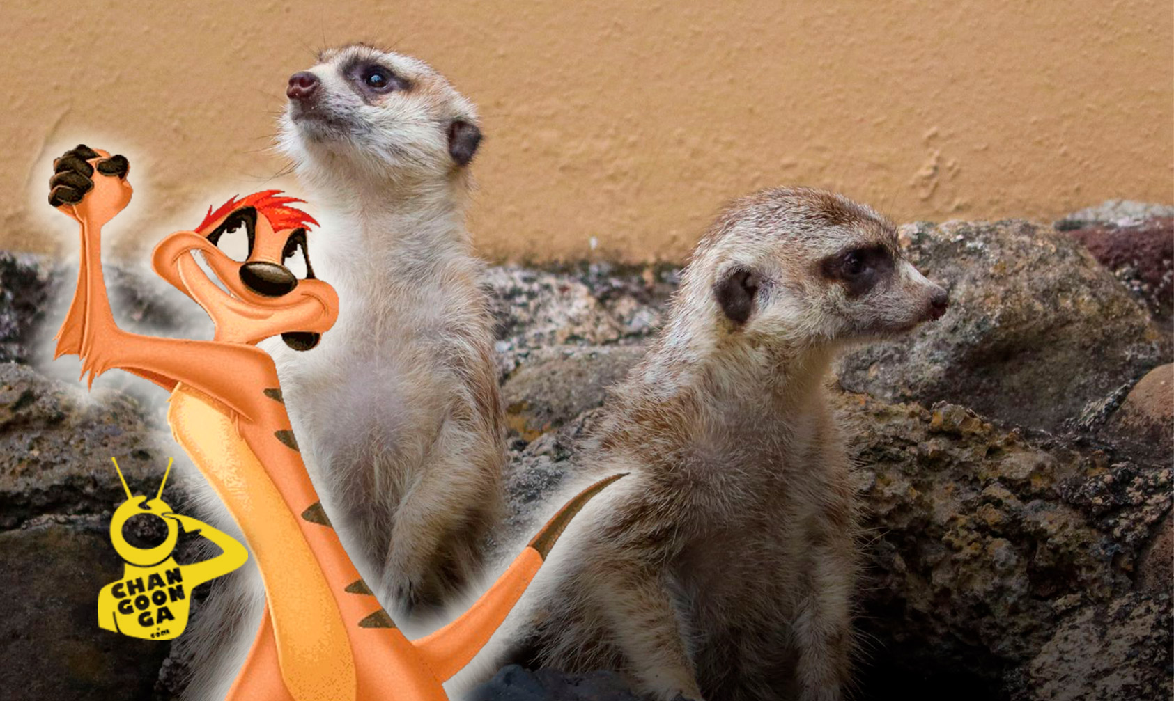 ¡Hakuna Matata! : Llegan Suricatas, Familia De Timón Al Zoo De Morelia ...