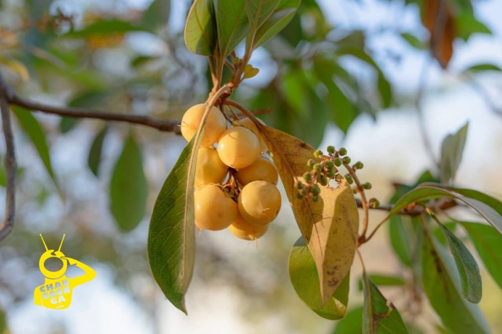 Michoacanos En EEUU Pedirán 12 Deseos Con Nanches De Lombardía ...