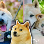 Muere El Querido “Doge” Lomito Que Se Convirtió En Meme Mundial ...