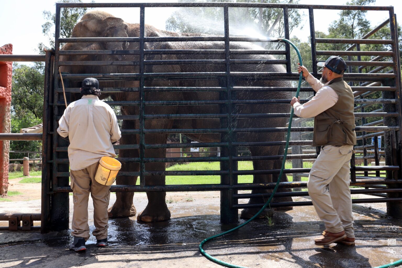 Con Electrolitos, Helados Y Paletas De Hielo Protegen Del Intenso Calor ...